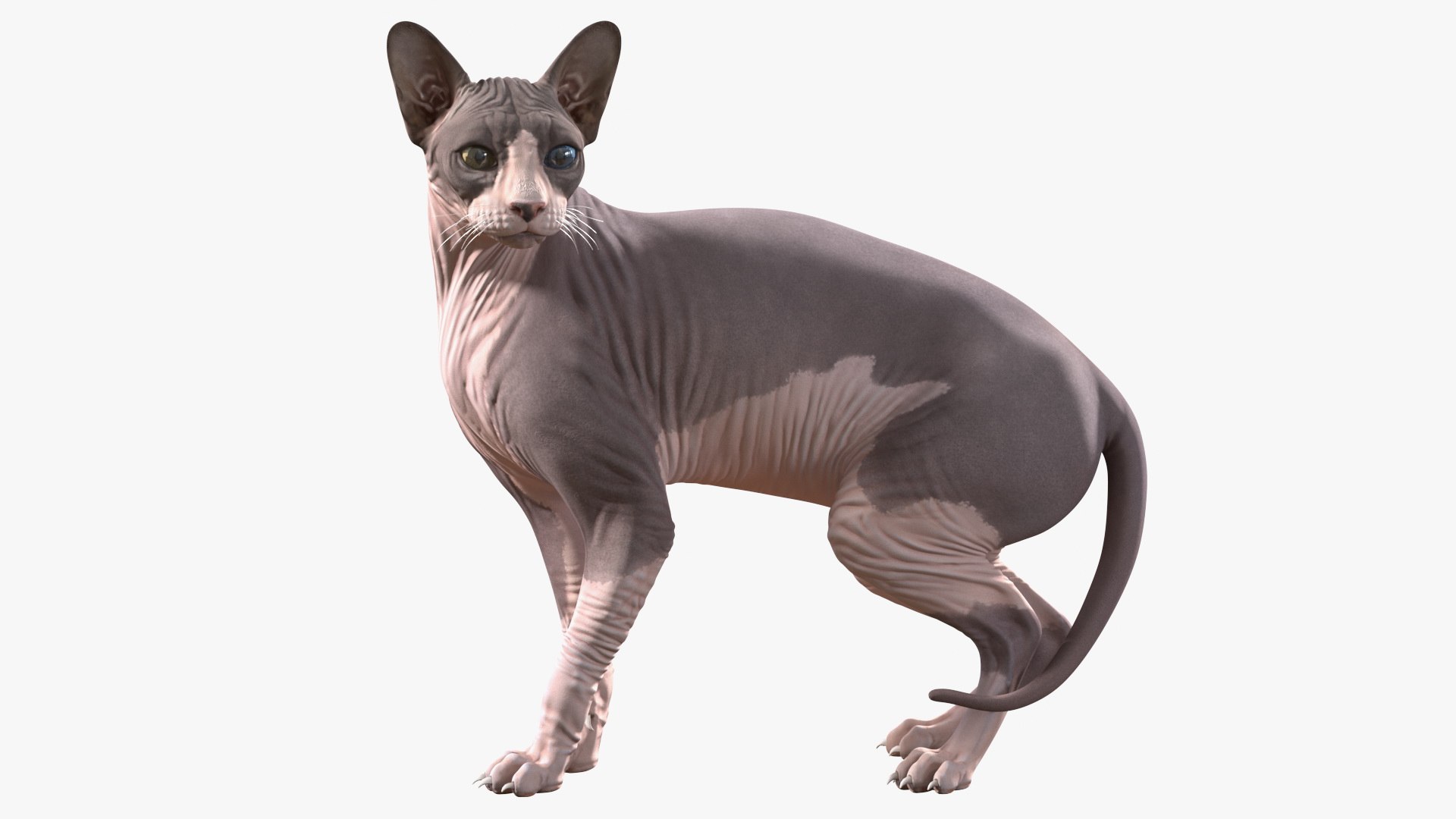 3D Rigged Sphynx Cat with Cat Scratching Post Collection for Modo ...