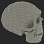 Max Neanderthal Skull Anatomy