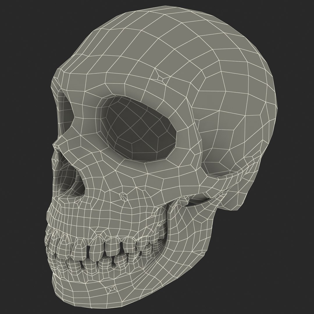 Max Neanderthal Skull Anatomy