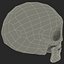 Max Neanderthal Skull Anatomy