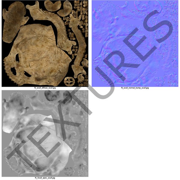 max neanderthal skull anatomy