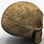 Max Neanderthal Skull Anatomy