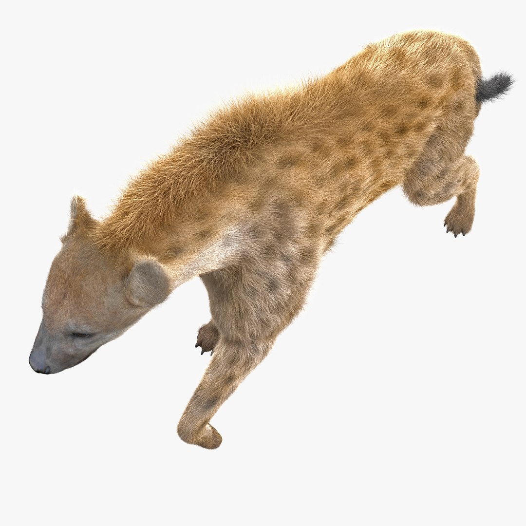 Hyena Pose Fur Max