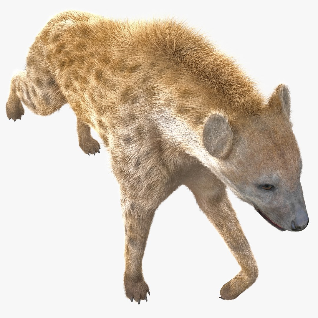 Hyena Pose Fur Max