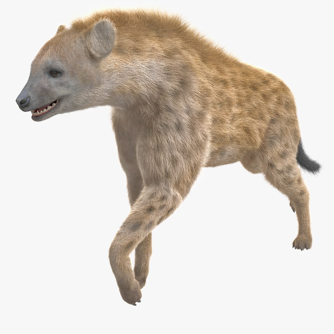 Hyena Pose Fur Max