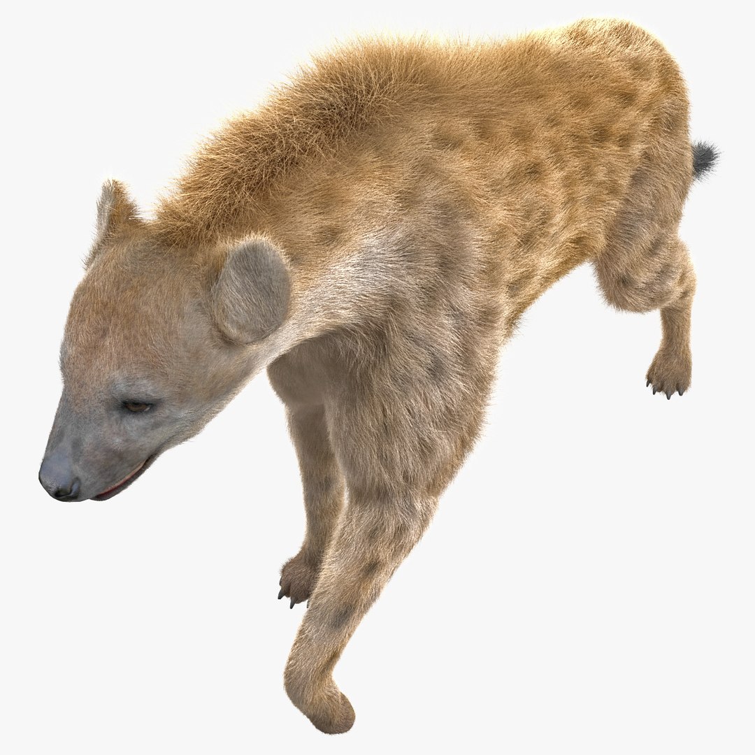 Hyena Pose Fur Max