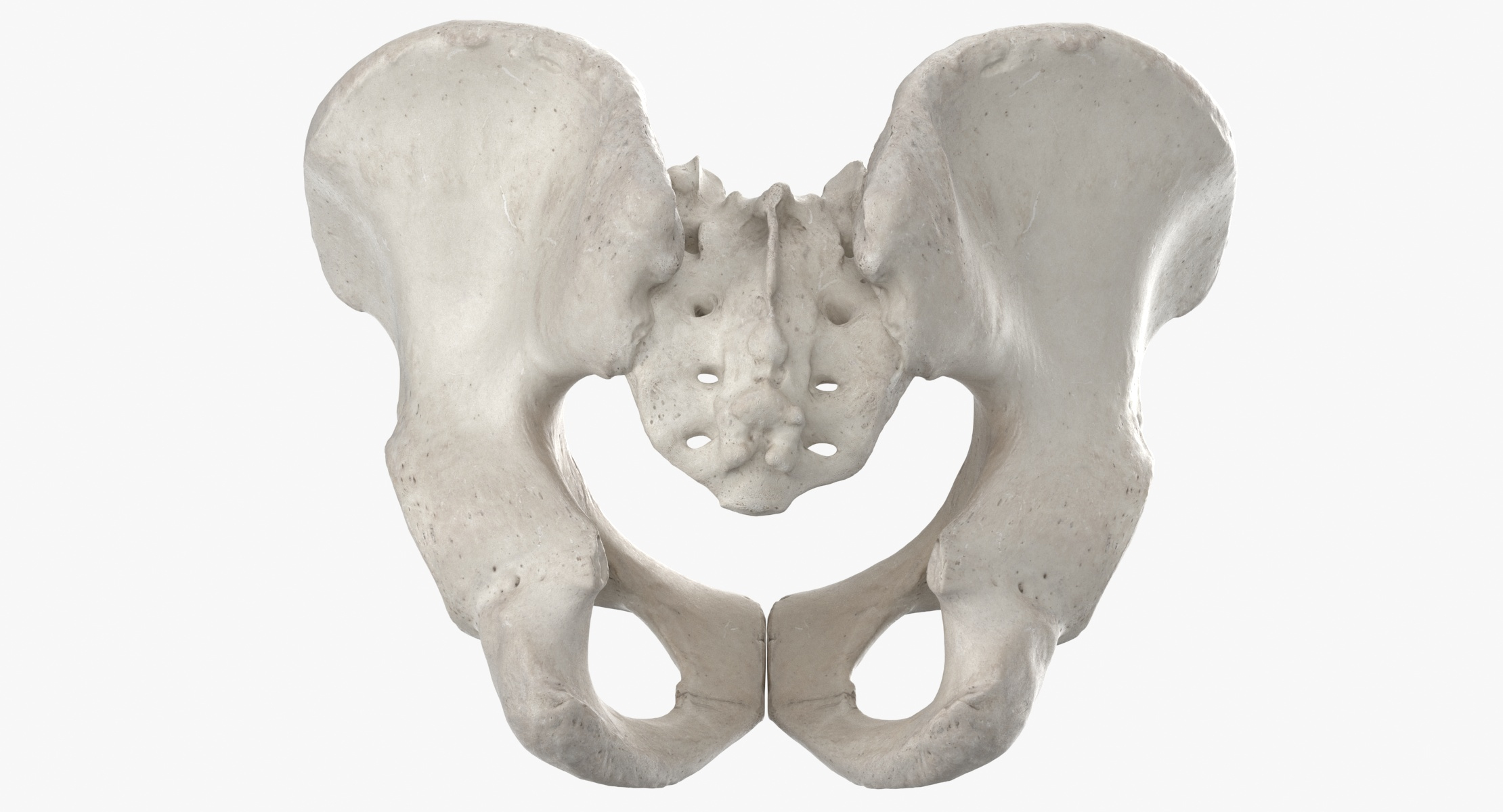 modelo 3d Colección Pelvis Humana Masculina y Femenina Blanca - 2 ...