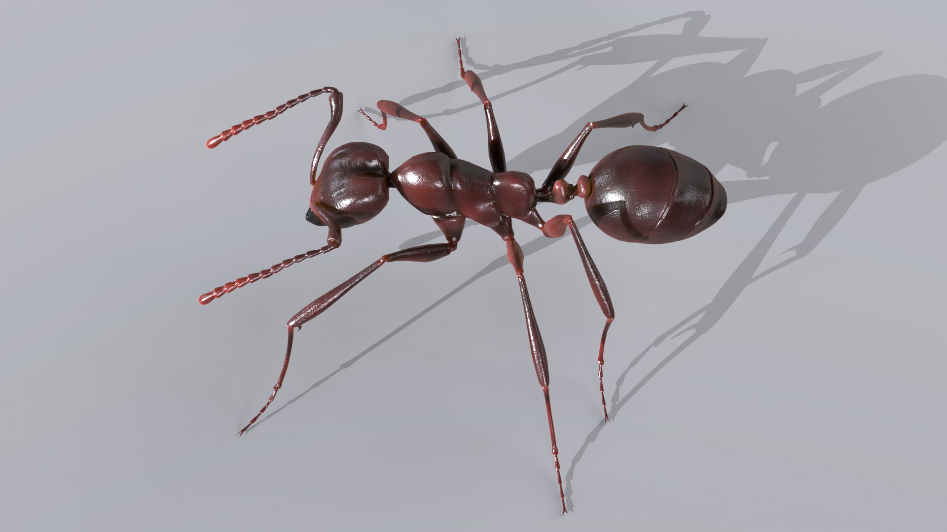 Ant Rigged Animated Red Black Insect Low Poly 3D Model - TurboSquid 2331282
