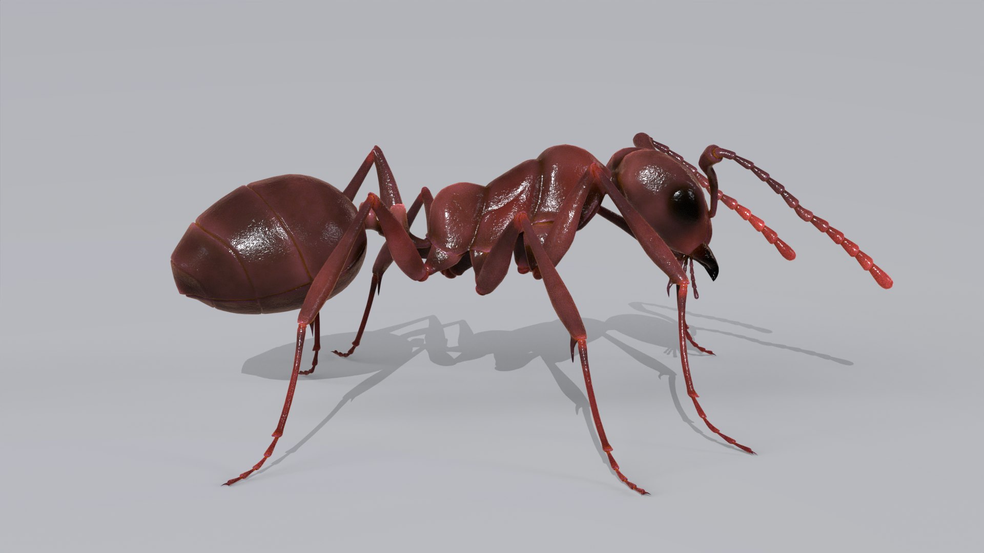 Ant Rigged Animated Red Black Insect Low Poly 3D Model - TurboSquid 2331282