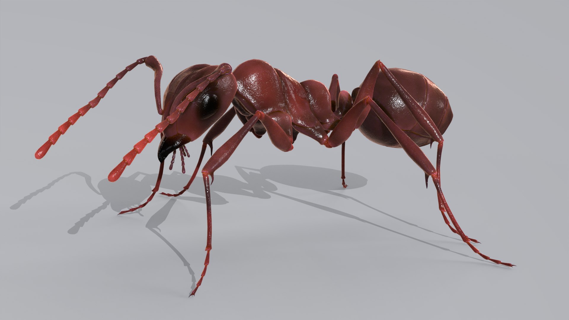 Ant Rigged Animated Red Black Insect Low Poly 3D Model - TurboSquid 2331282