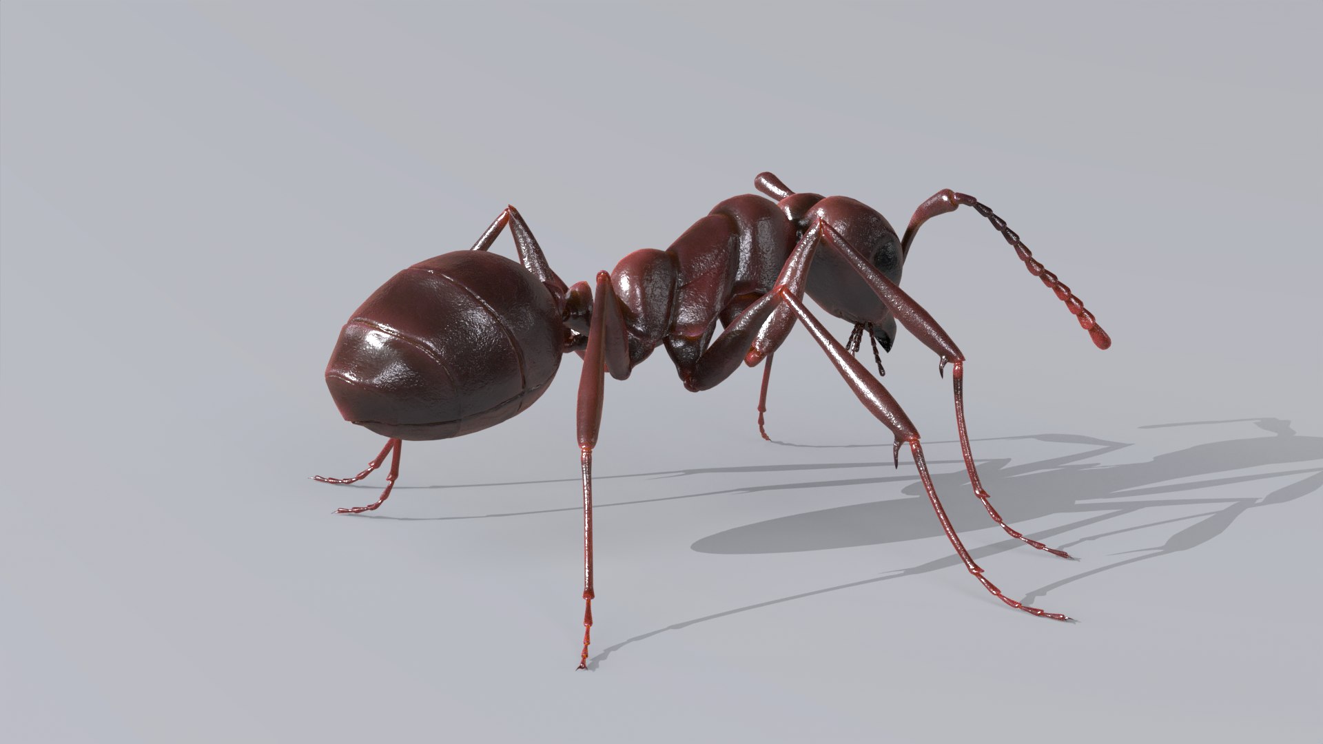 Ant Rigged Animated Red Black Insect Low Poly 3D Model - TurboSquid 2331282