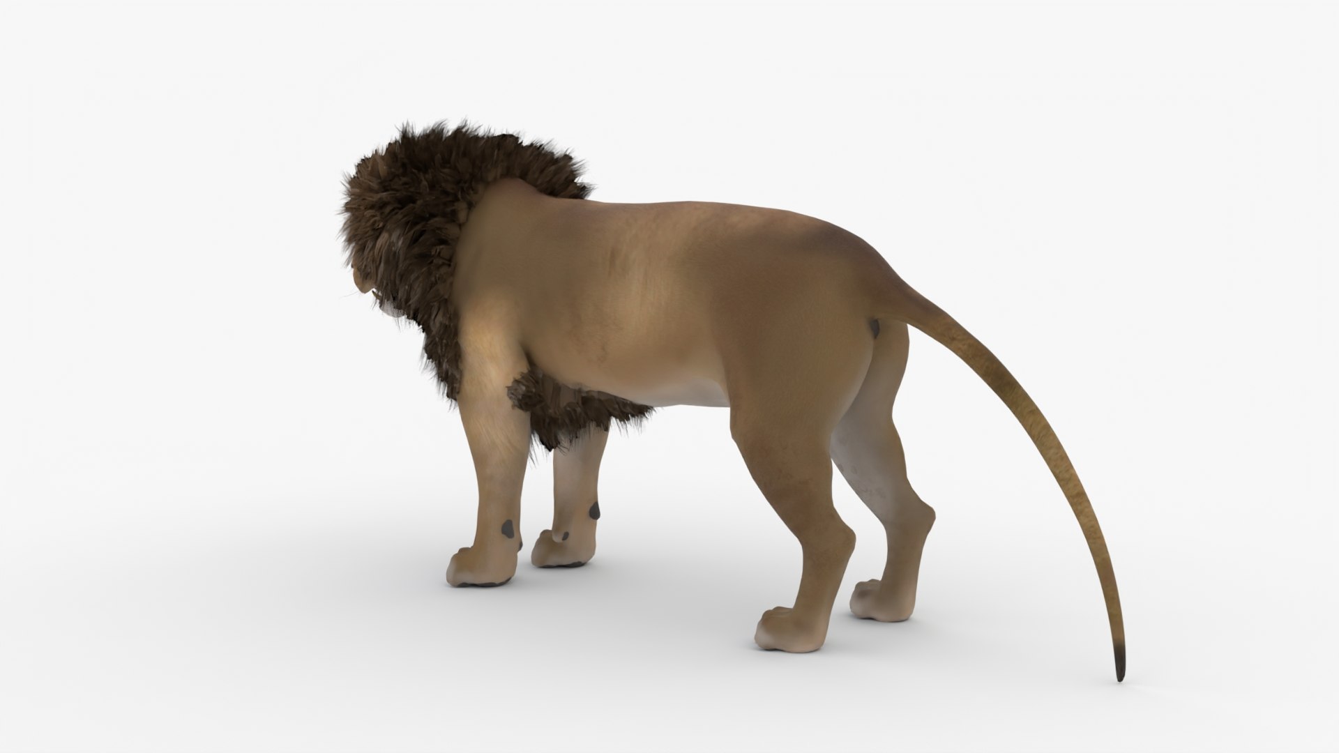 Realistic Scan Lion 3D model - TurboSquid 2067630