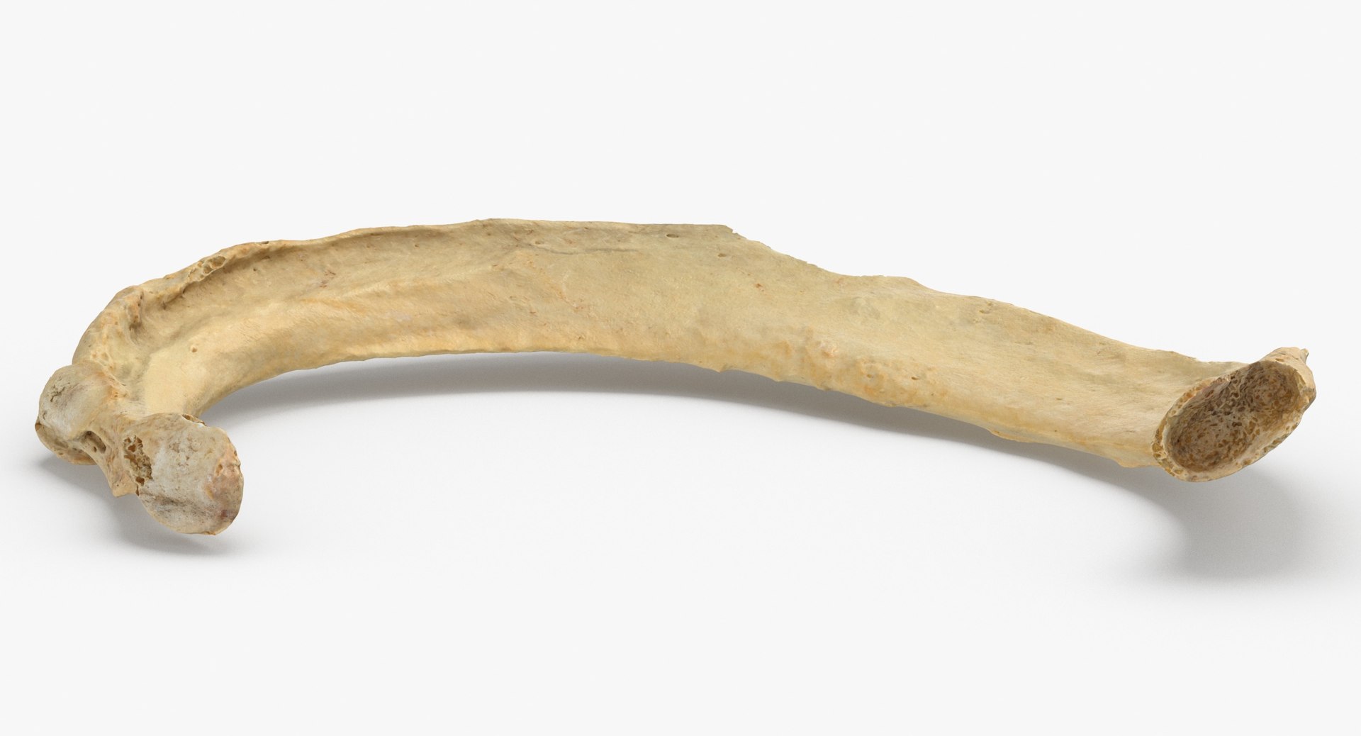 Costae Verae Rib 01 Model - TurboSquid 1550094