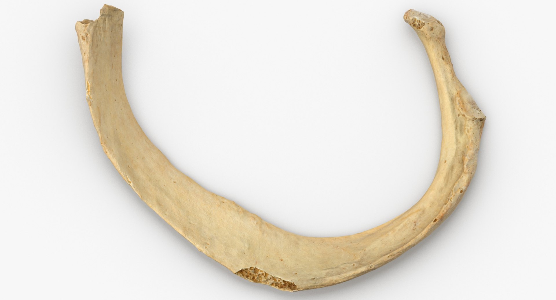 Costae Verae Rib 01 Model - TurboSquid 1550094