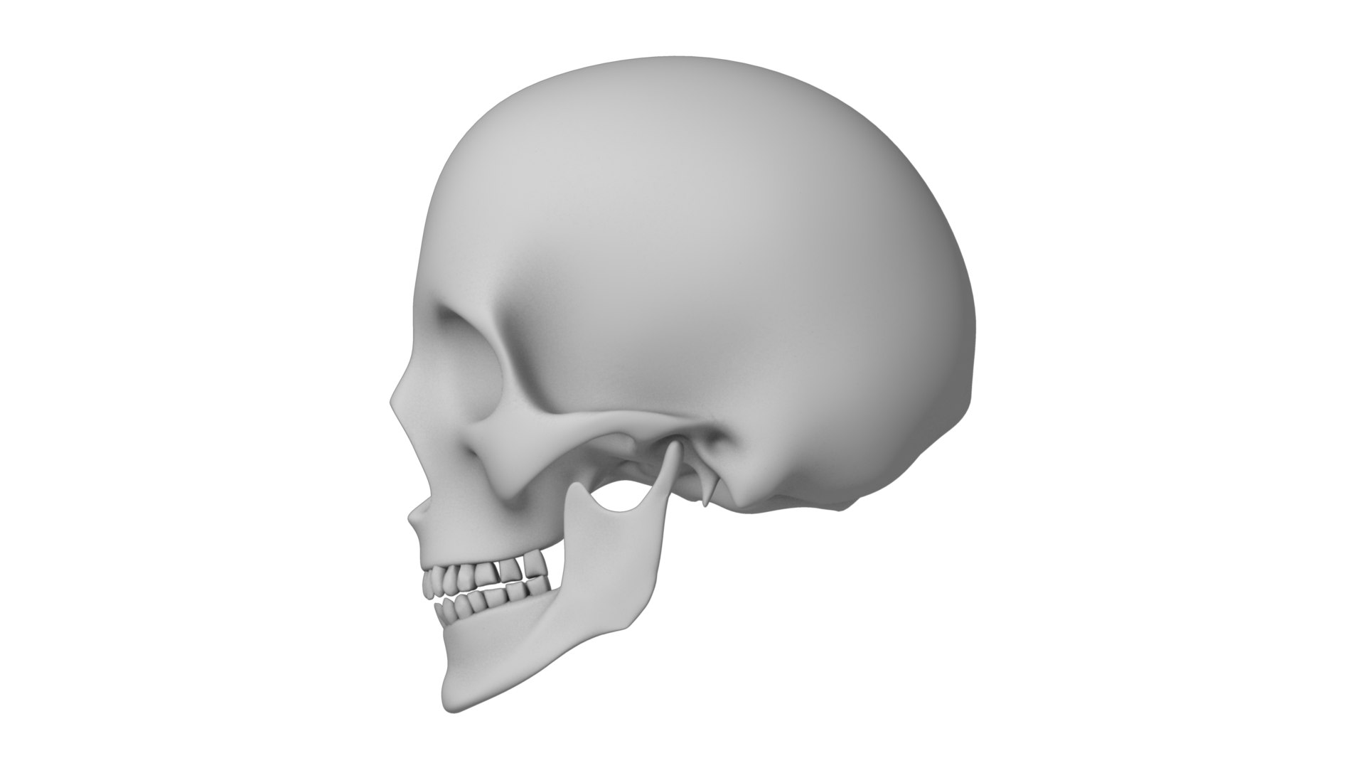 skull 3d model
