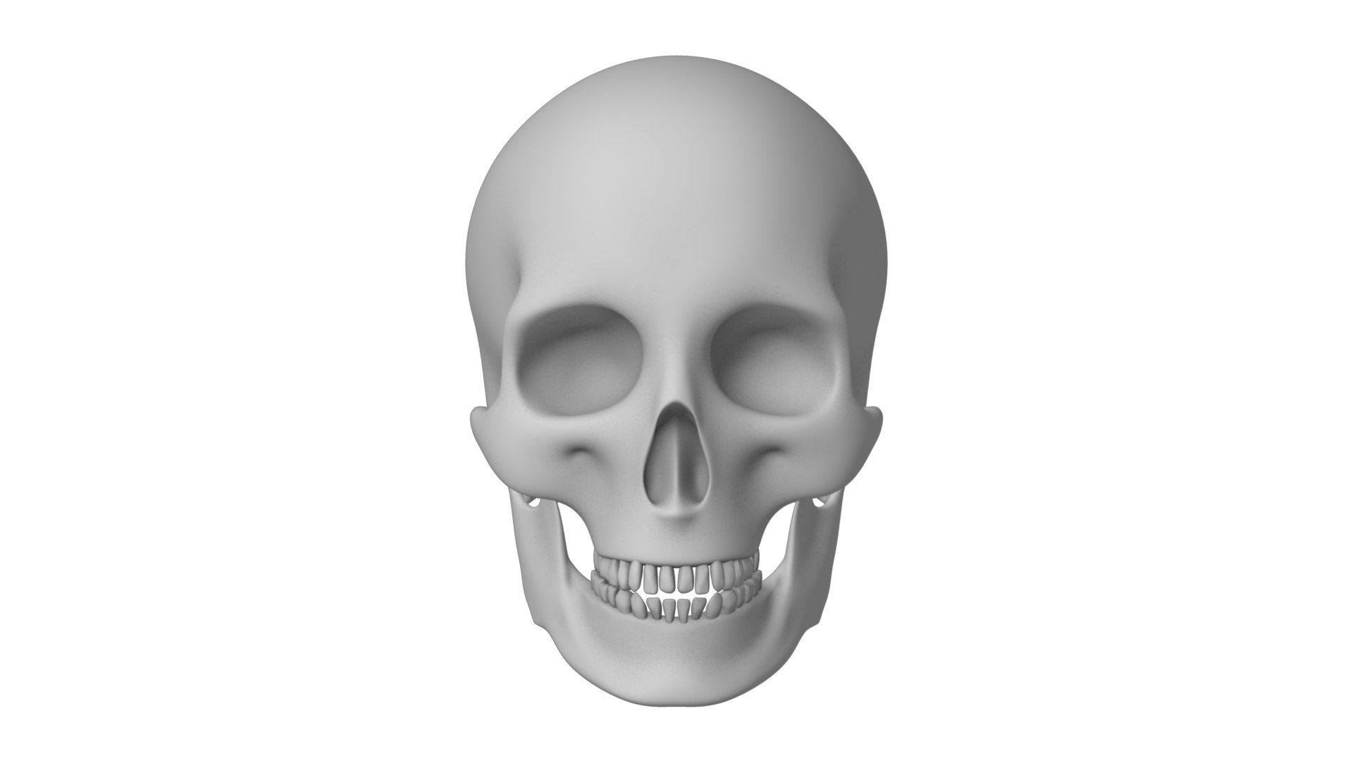 skull 3d model