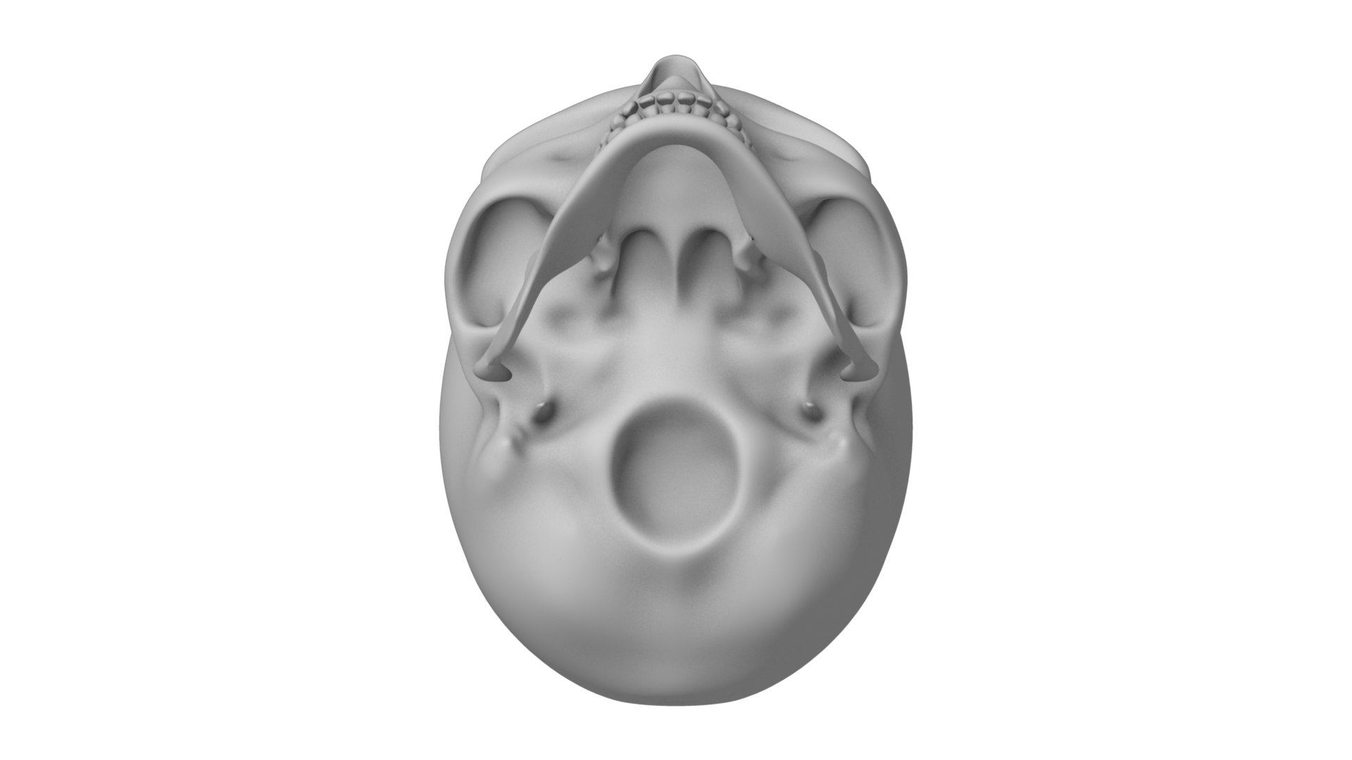 skull 3d model