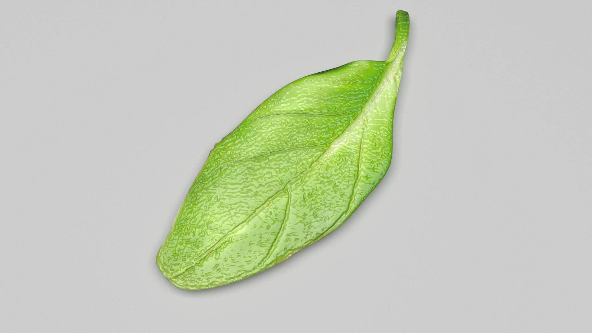 3D Fresh Basil Leaf - TurboSquid 2301412