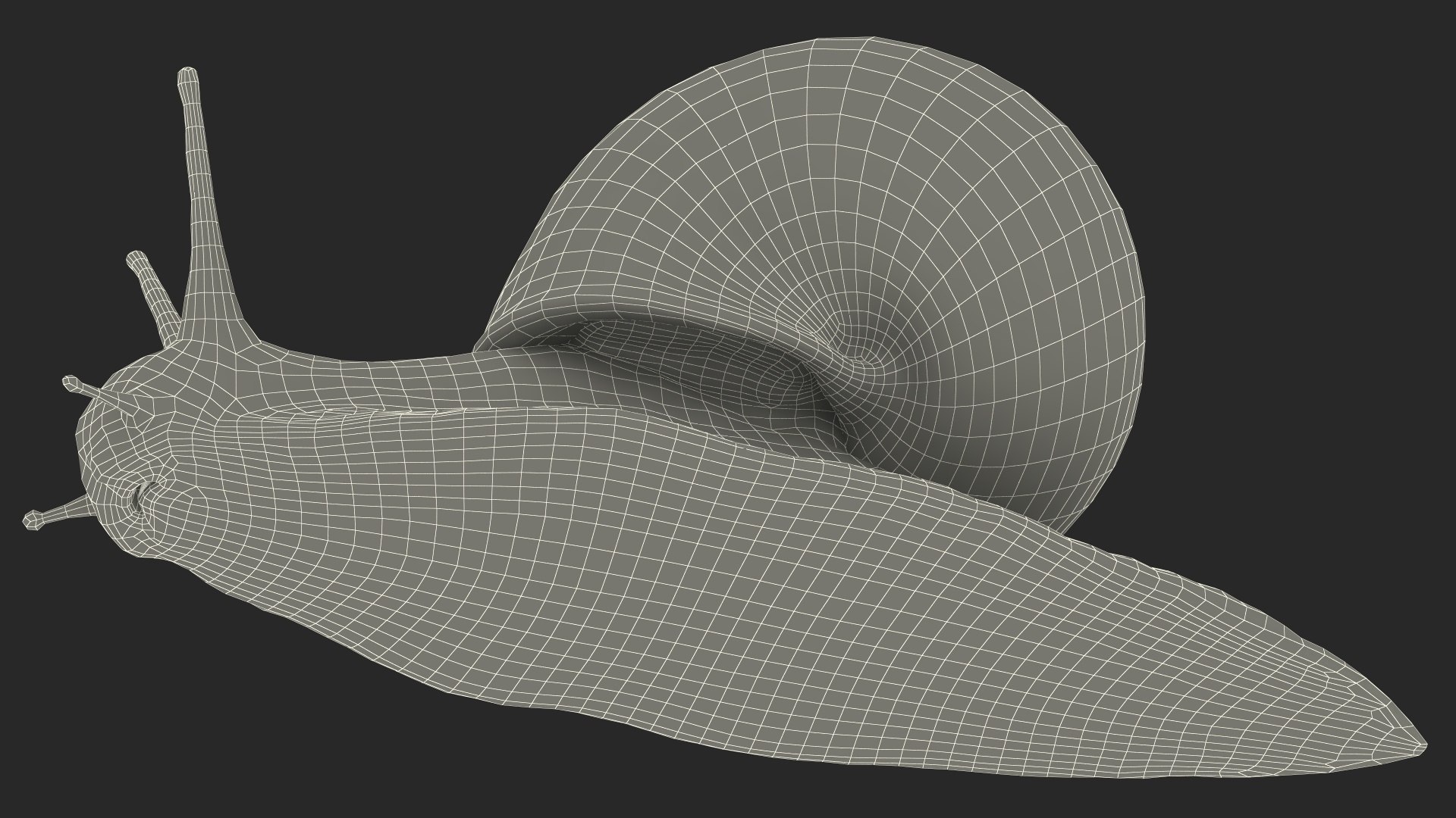 3D Model Garden Snail - TurboSquid 2184718