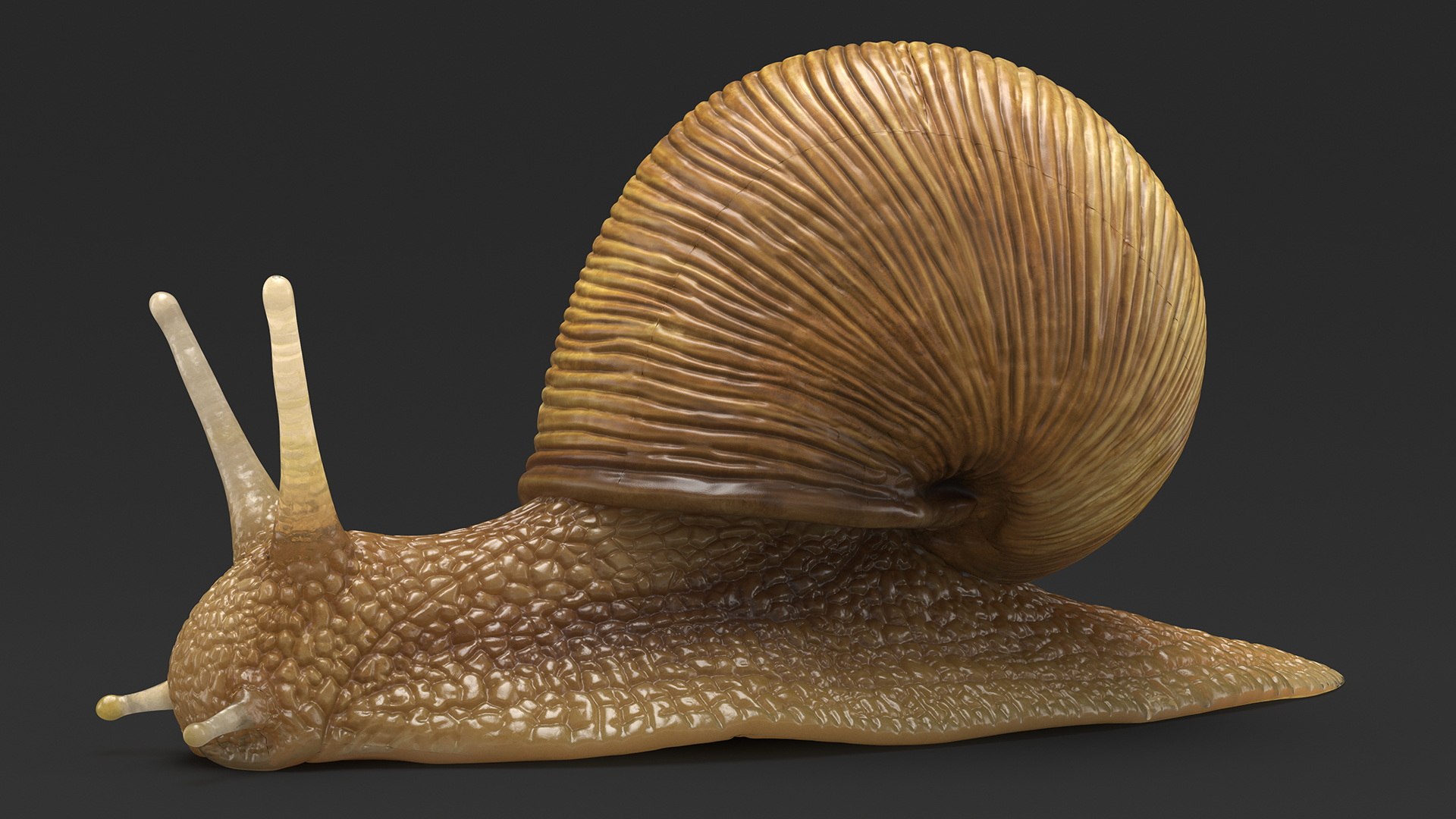 3D Model Garden Snail - TurboSquid 2184718