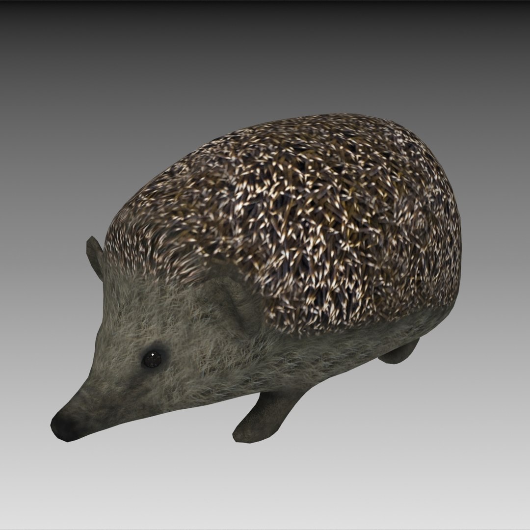 Hedgehog 3d Model
