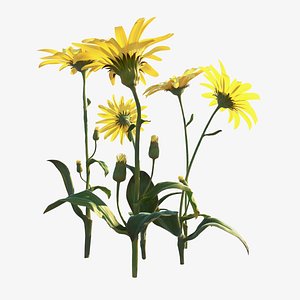 3D Arnica Models - Browse & Download Formats - TurboSquid