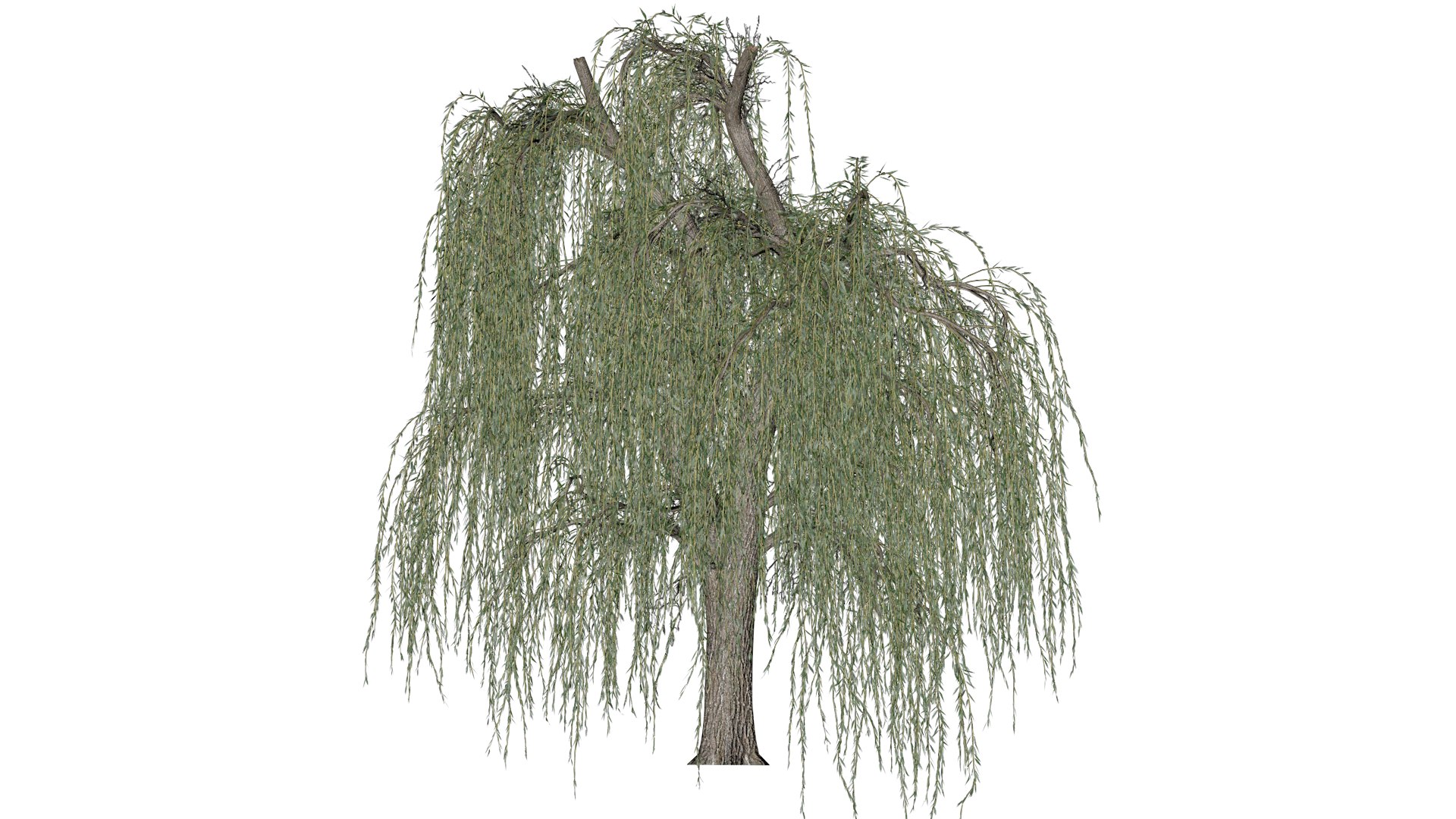 3D Model Weeping Willow Tree - 05 - - TurboSquid 2377874