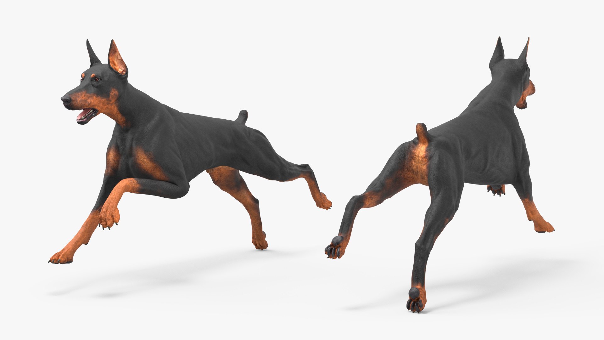 3D Doberman Pinscher Dog Rigged For Maya Model - TurboSquid 2328186