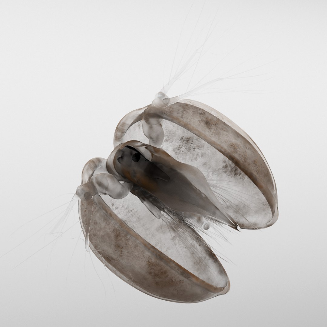 3D Lynceus - TurboSquid 2045460