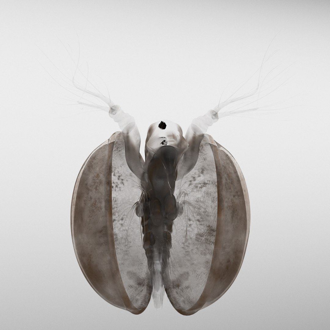 3D Lynceus - TurboSquid 2045460