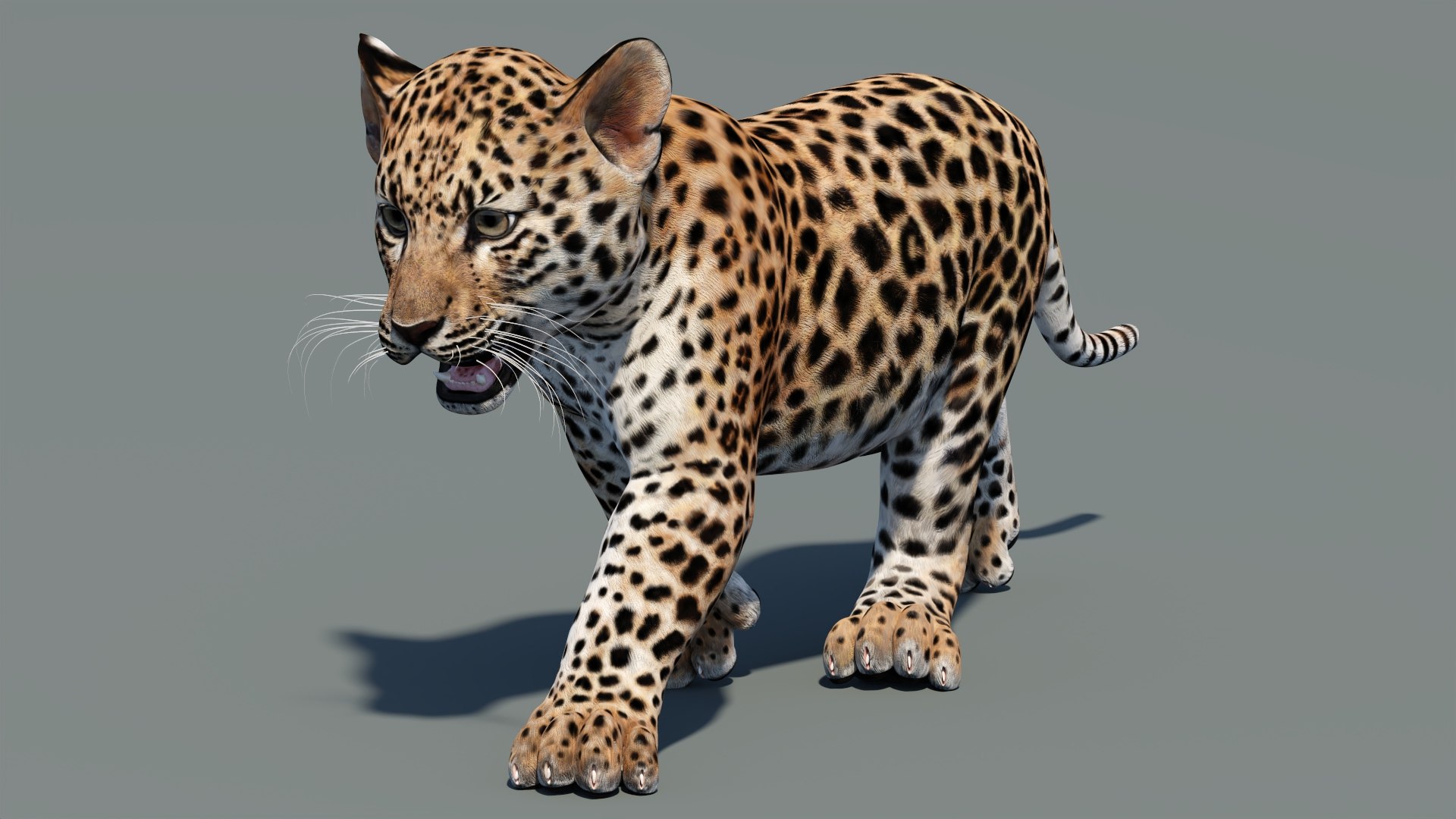3D Animated Leopard Cub 3D Model - TurboSquid 2180259