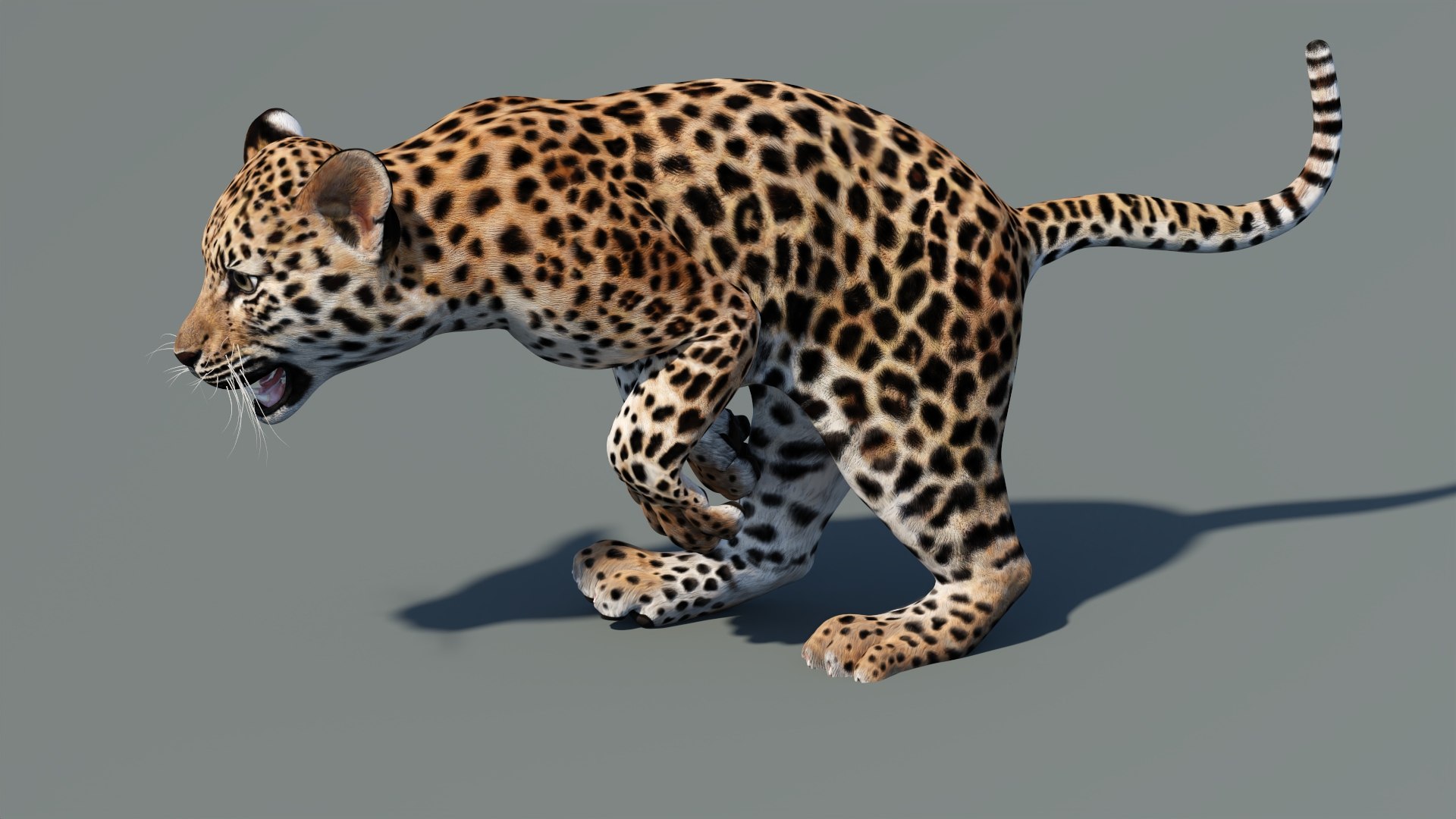 3D Animated Leopard Cub 3D Model - TurboSquid 2180259
