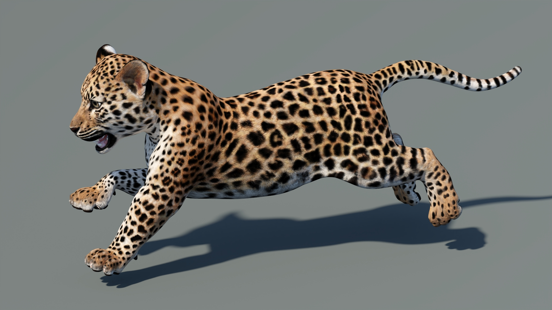 3D Animated Leopard Cub 3D Model - TurboSquid 2180259