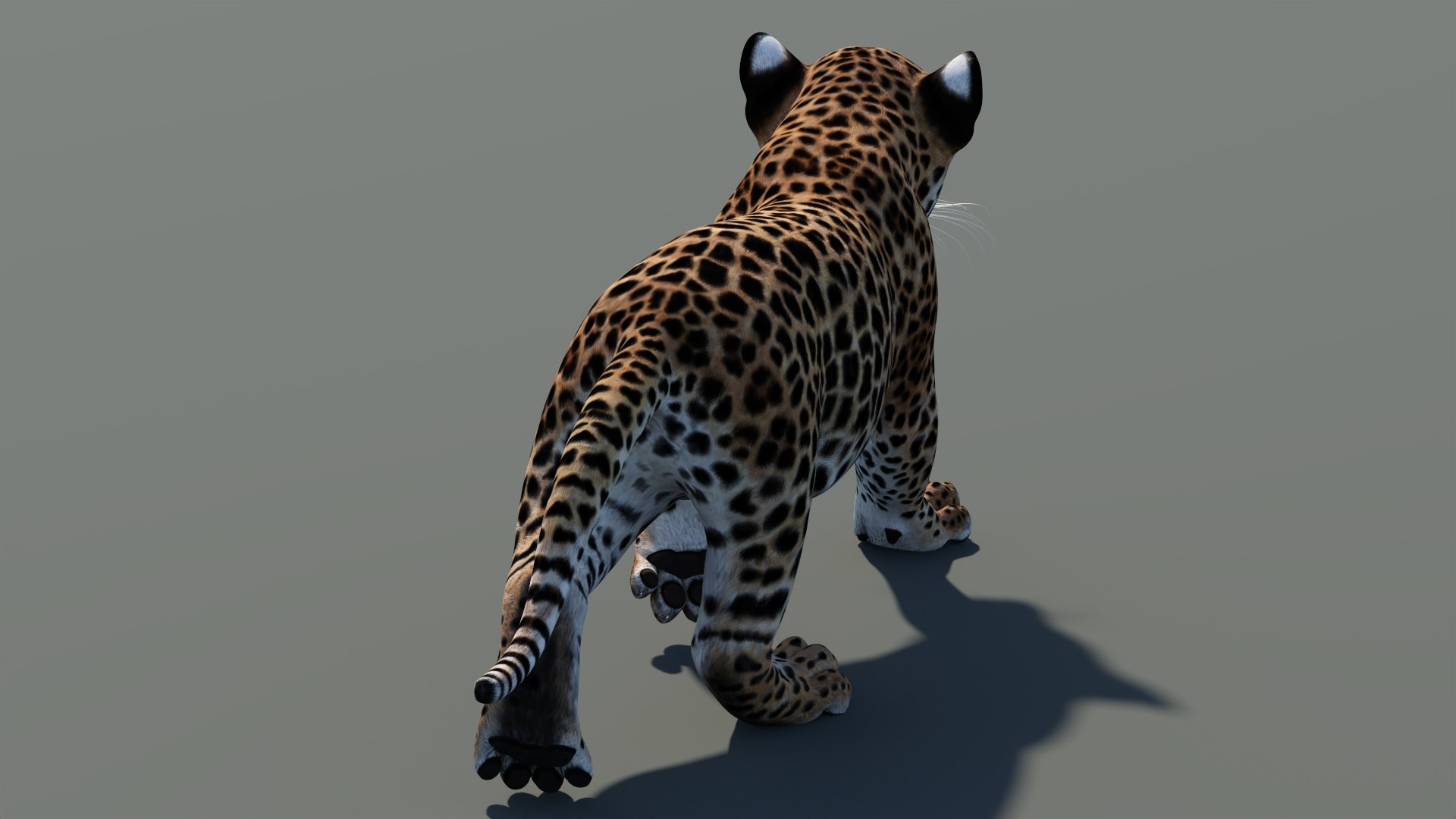3D Animated Leopard Cub 3D Model - TurboSquid 2180259