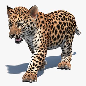 3D Leopard Models - Browse & Download Formats - TurboSquid