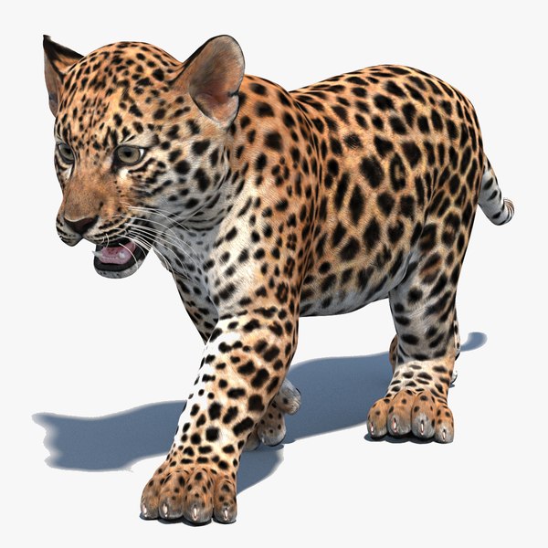 Leopard 3D Models for Download | TurboSquid
