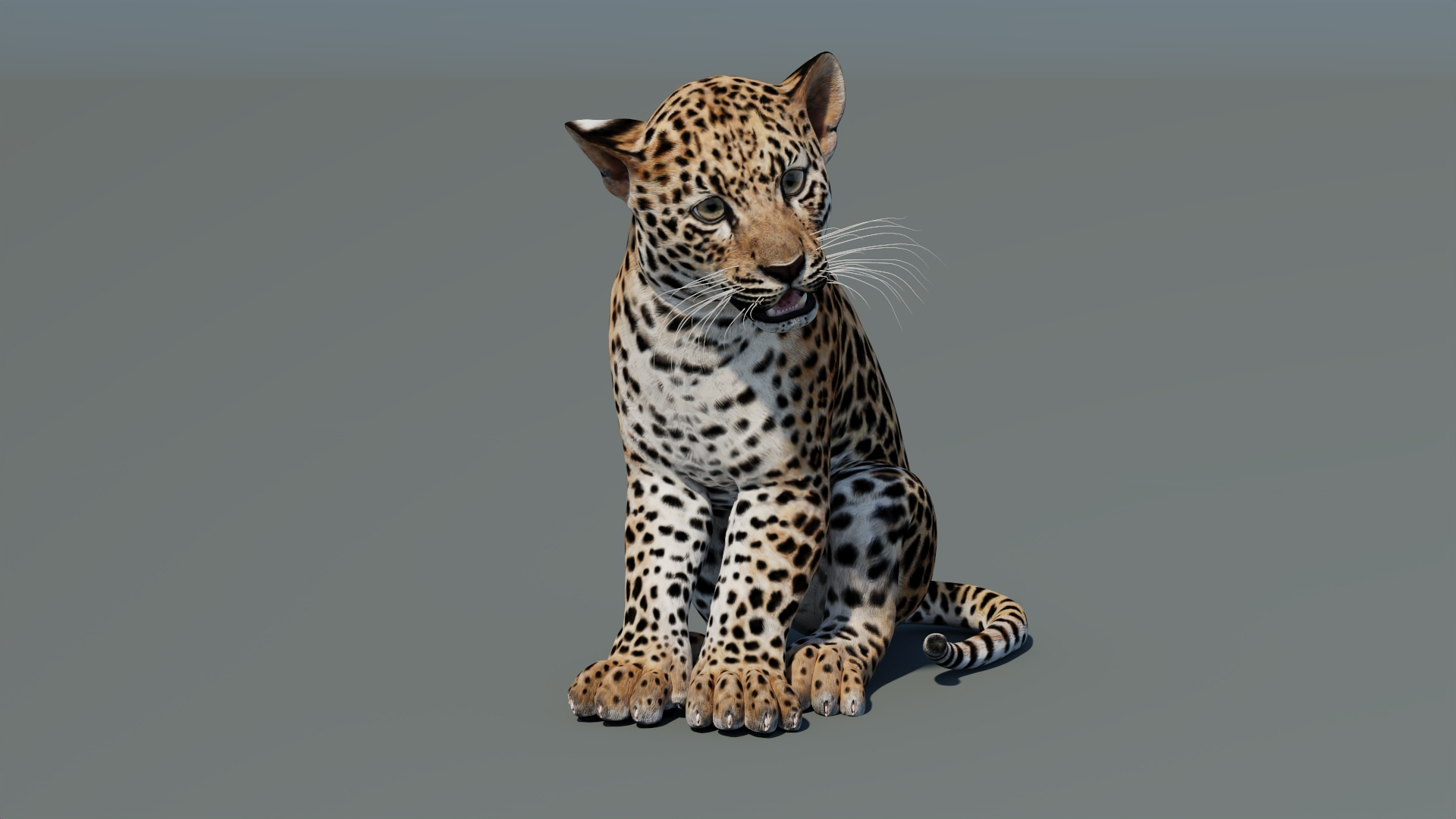 3D Animated Leopard Cub 3D Model - TurboSquid 2180259