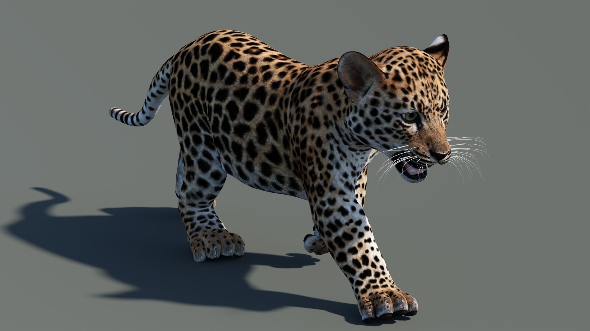 3D Animated Leopard Cub 3D Model - TurboSquid 2180259