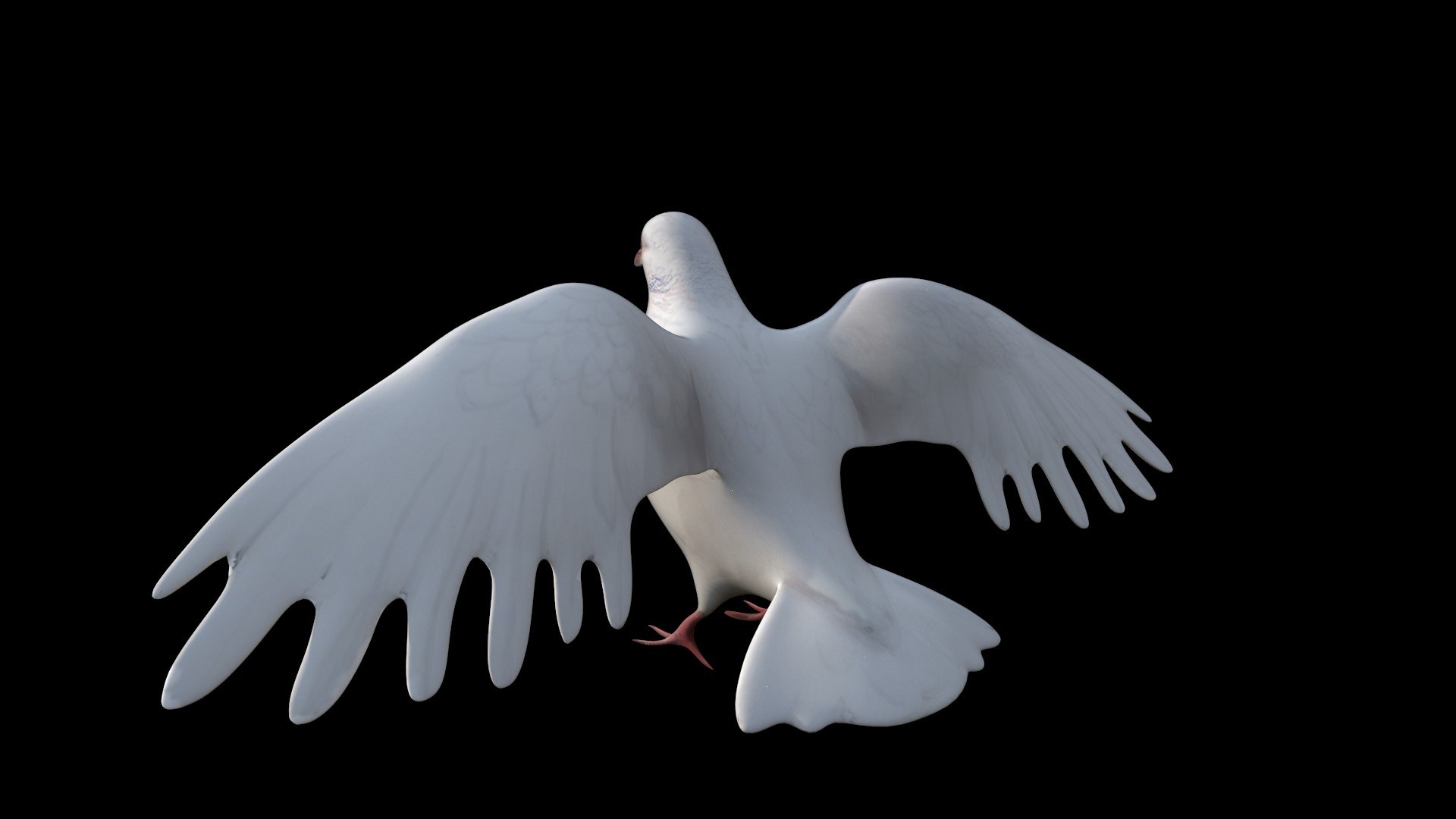 3D White Dove Pigeon - TurboSquid 2329043
