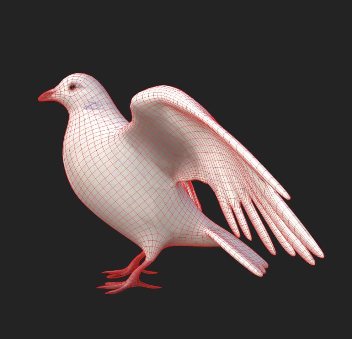 3D White Dove Pigeon - TurboSquid 2329043