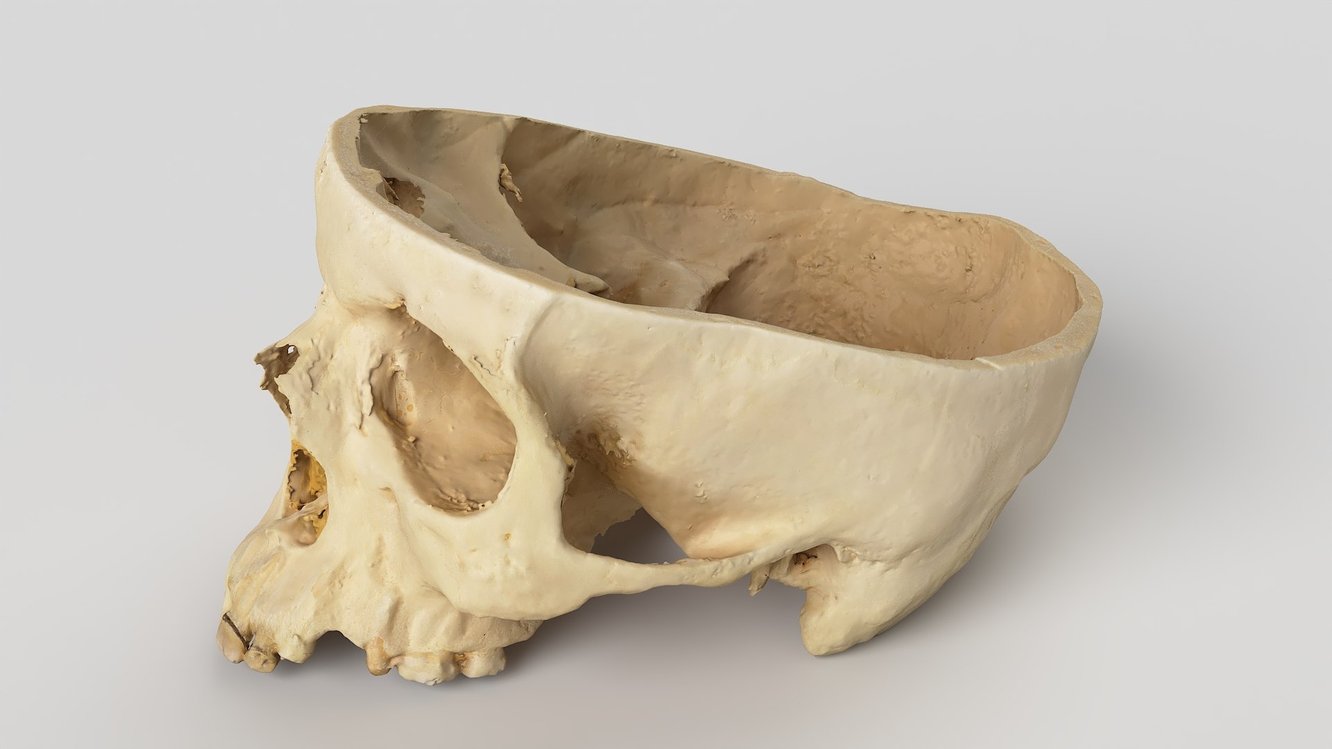 3D Skull 01 - TurboSquid 2144471