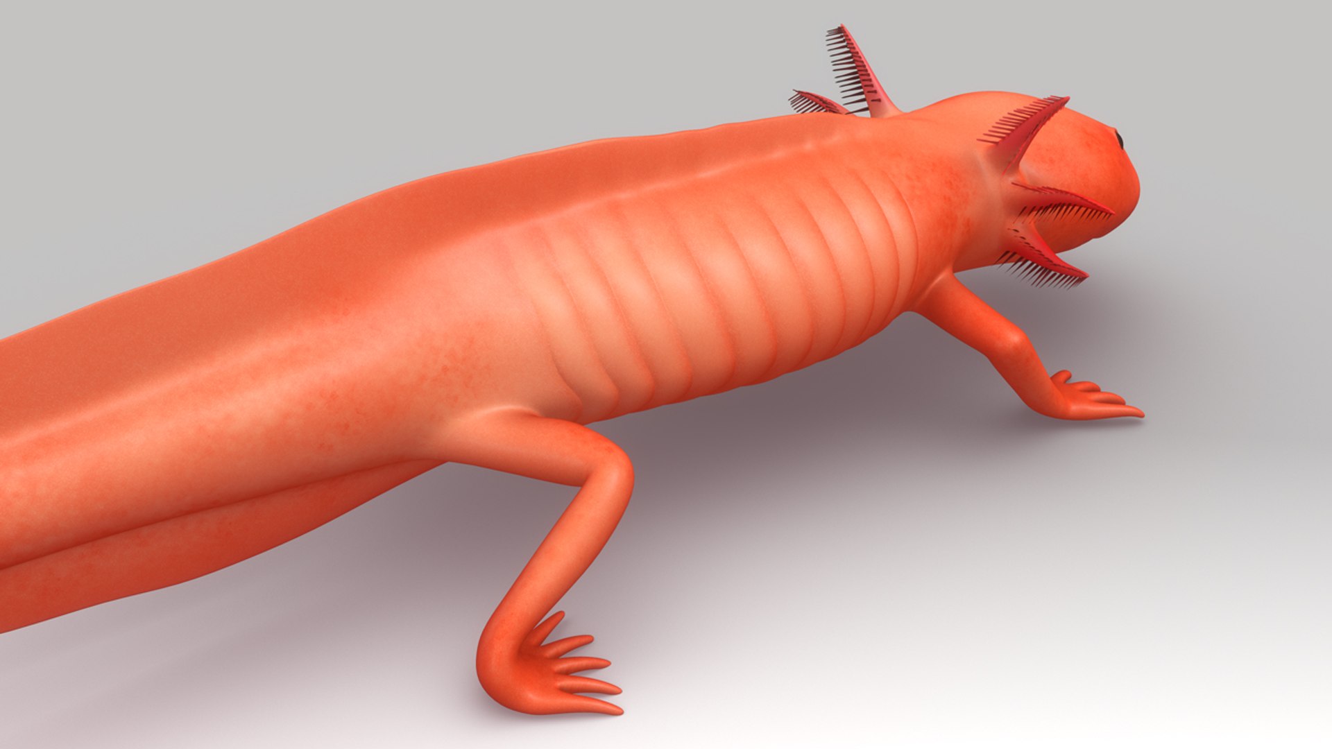 3d Axolotl Larva Model