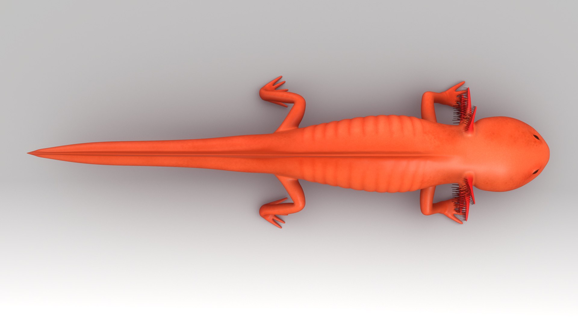 3d Axolotl Larva Model