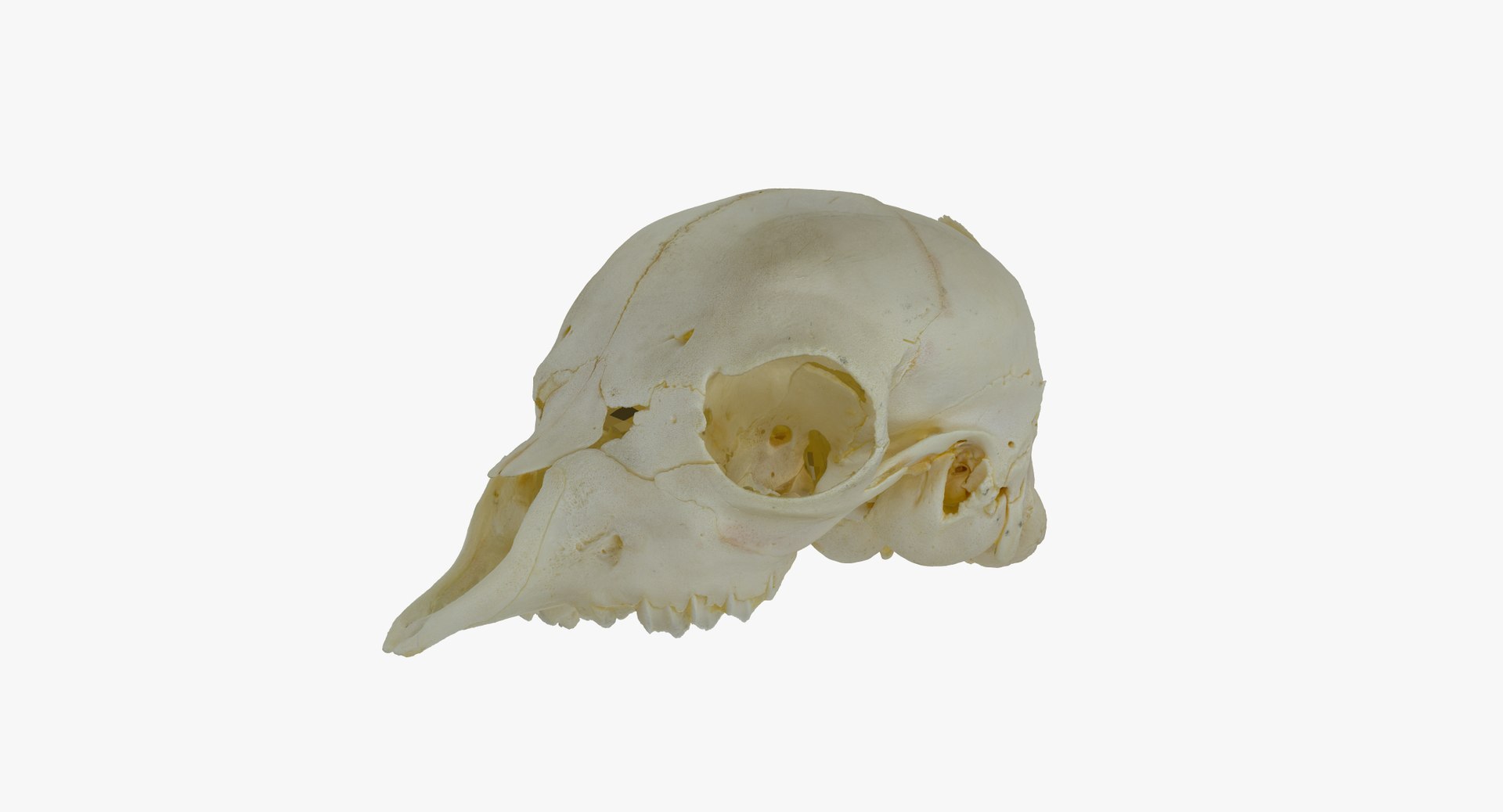 Domestic Goat Capra Aegagrus Model - TurboSquid 1587129