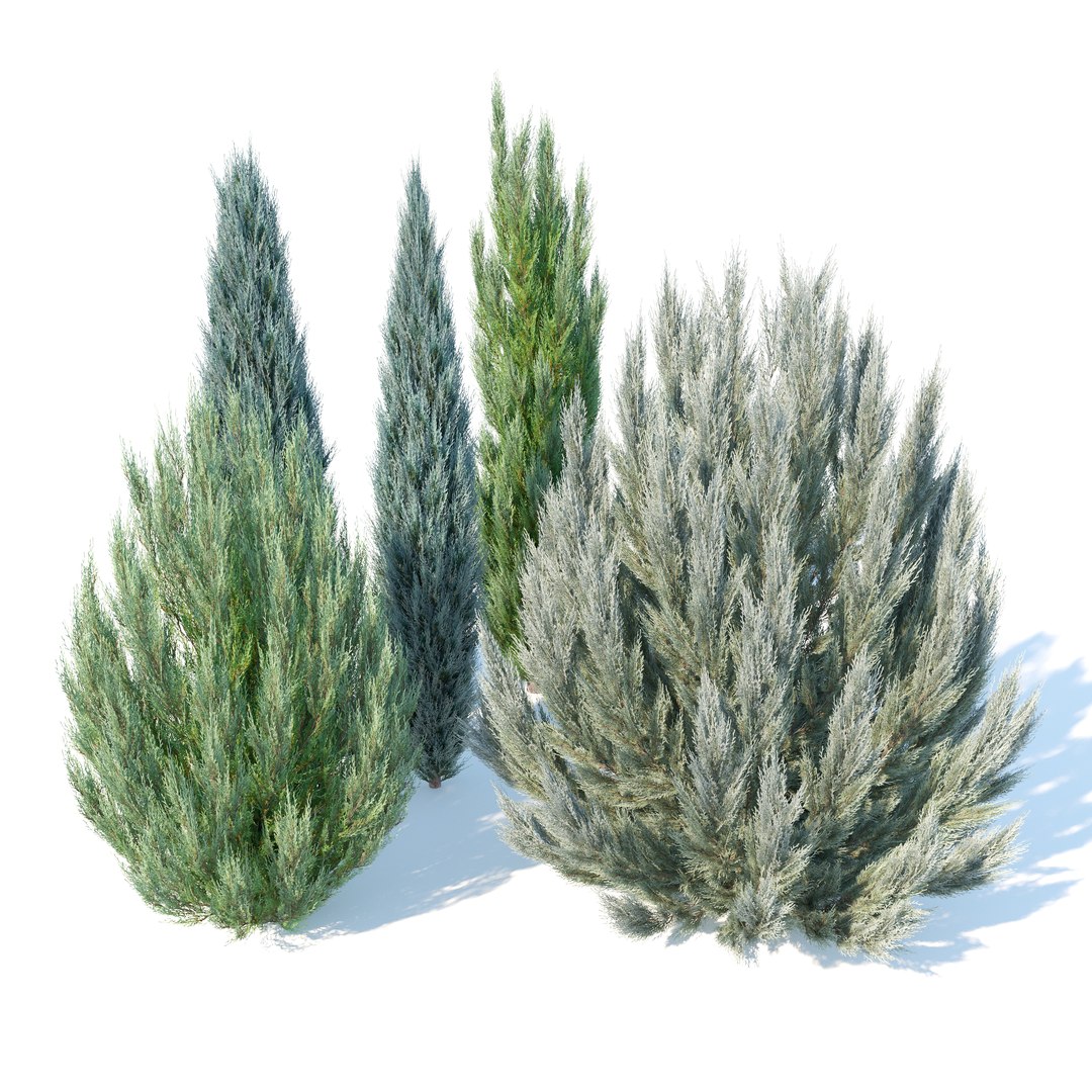 3D Juniper Trees 02 - TurboSquid 2410924
