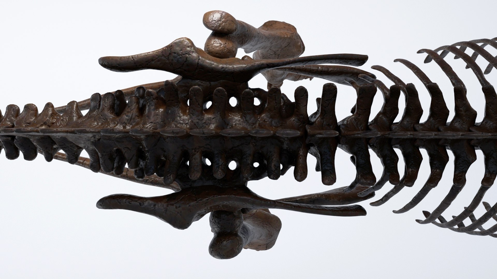 3D Edmontosaurus Skeleton - TurboSquid 2049065