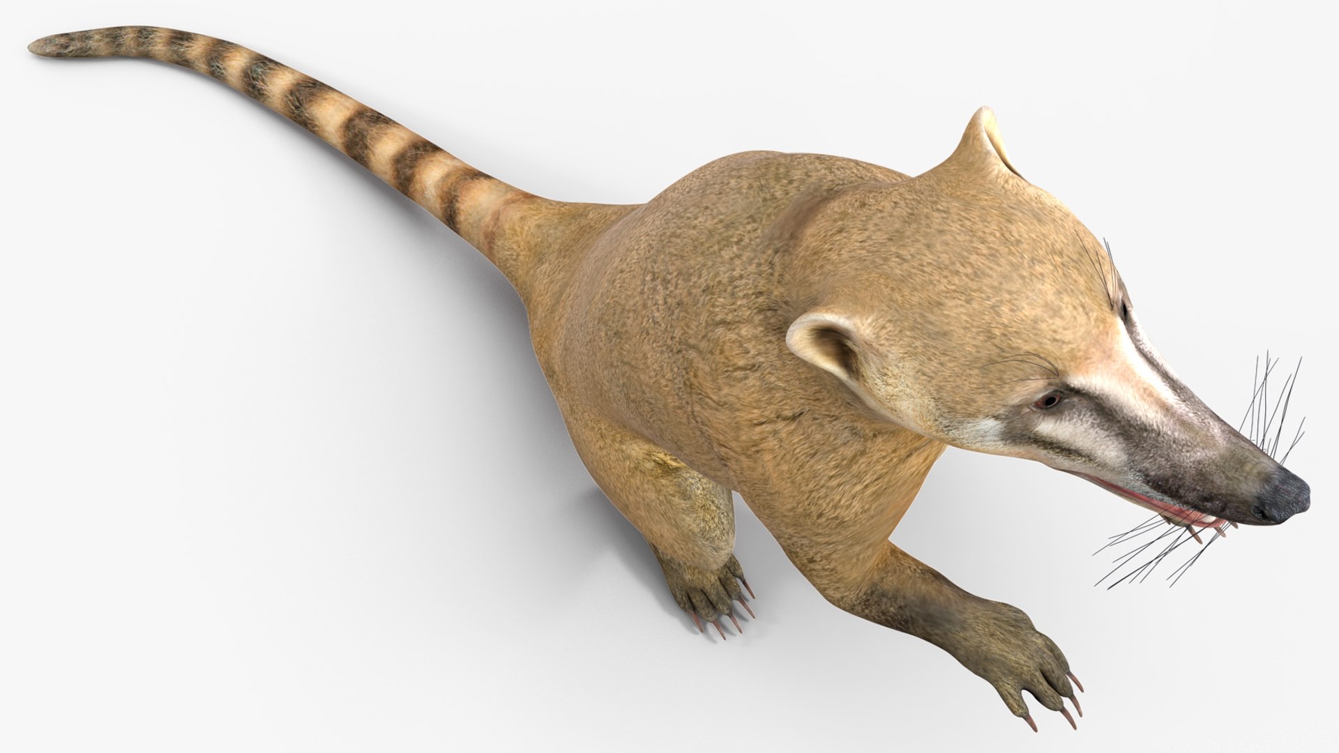 Standing Nasua 3D Model - TurboSquid 2193385