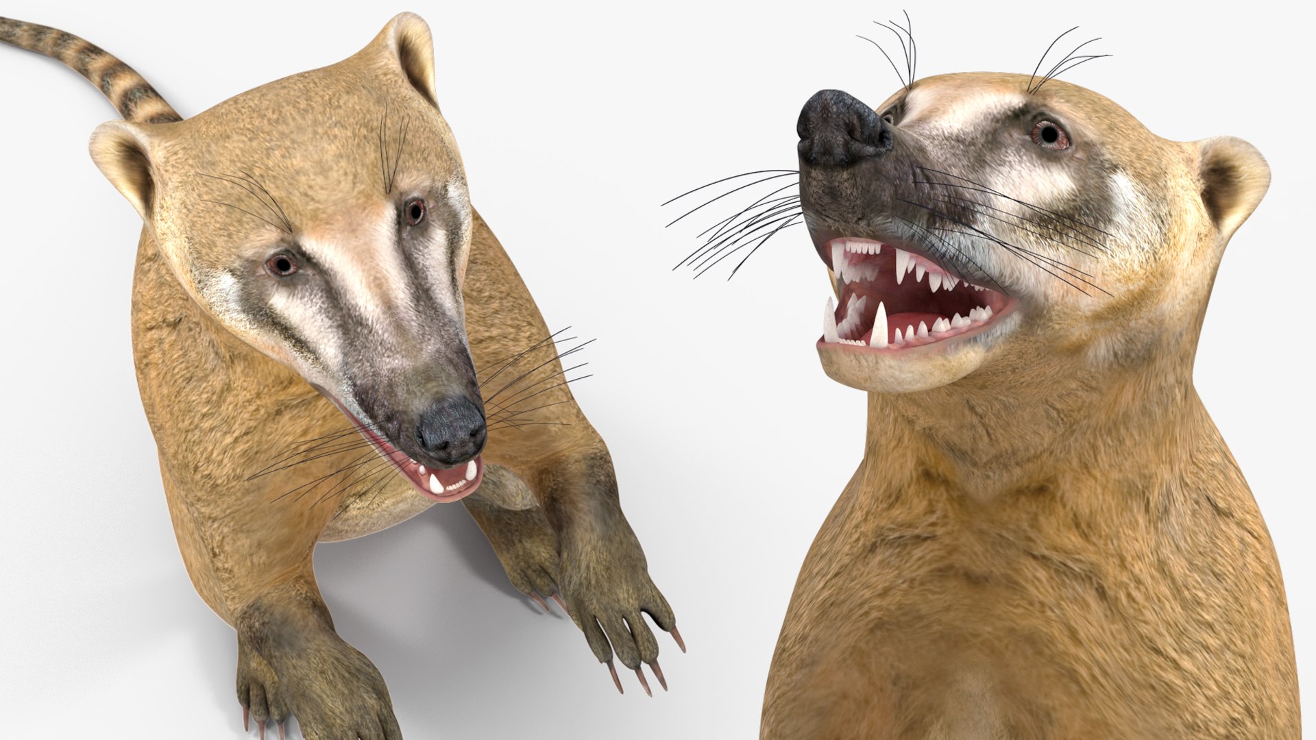 Standing Nasua 3D Model - TurboSquid 2193385