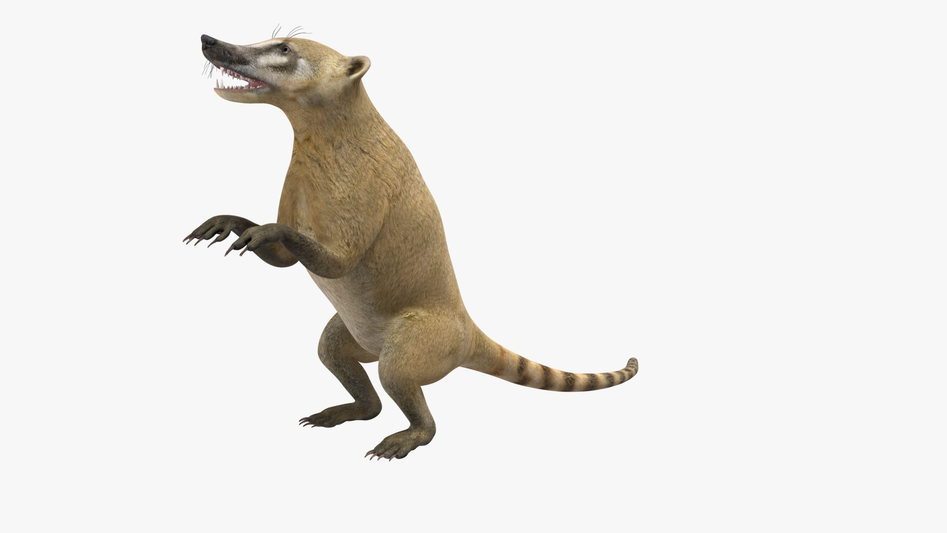 Standing Nasua 3D Model - TurboSquid 2193385