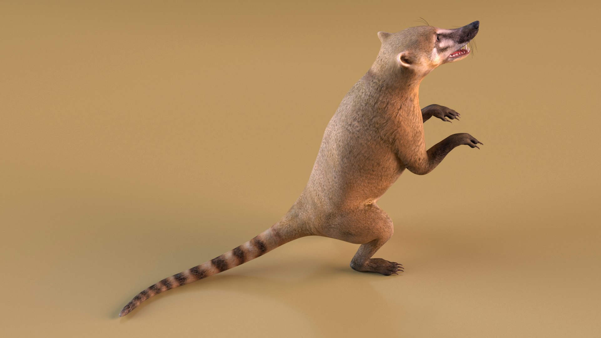 Standing Nasua 3D Model - TurboSquid 2193385